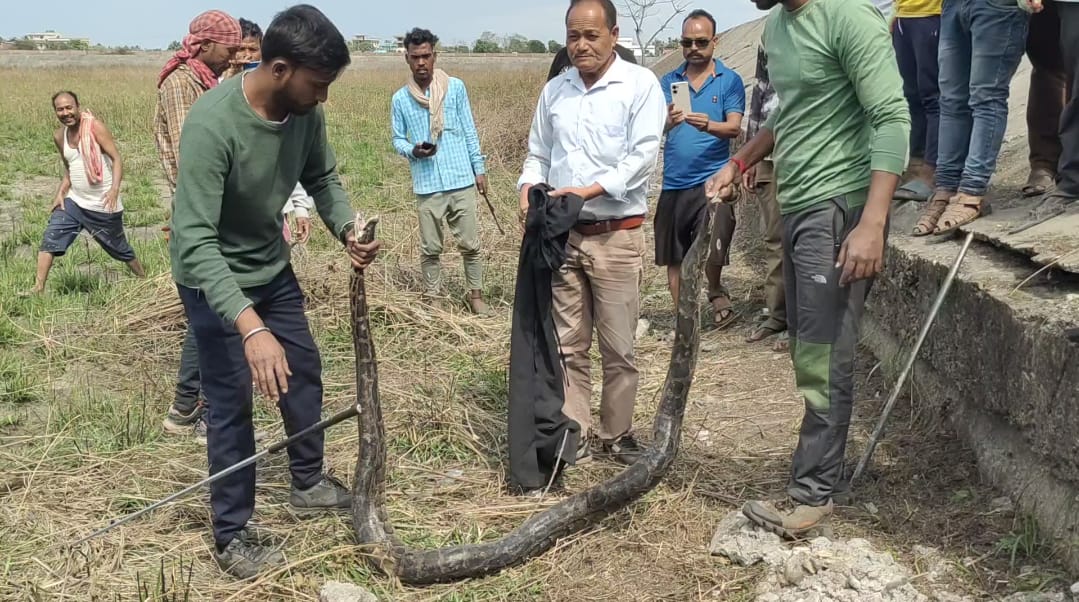 10-feet long python rescued in Fulbari - Siliguri Times | Siliguri News ...