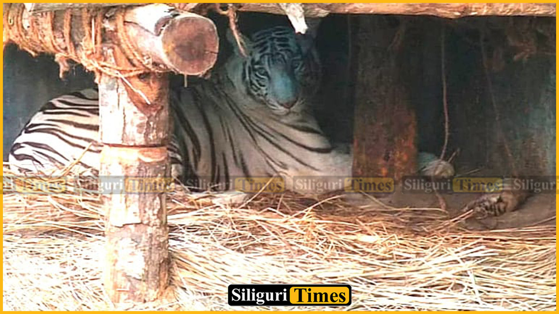 Siliguri Bengal Safari welcomes first offspring of white Royal Bengal ...