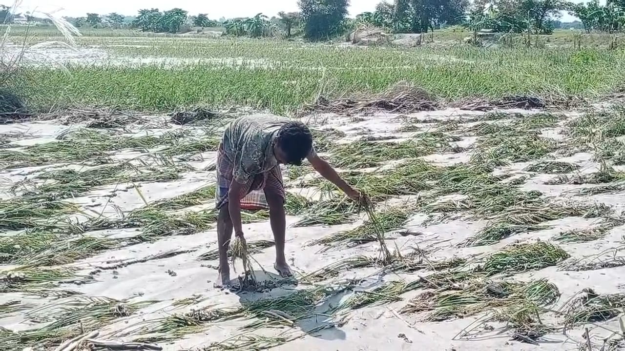 Farmers in distress as flash flood in Teesta River destroys several ...