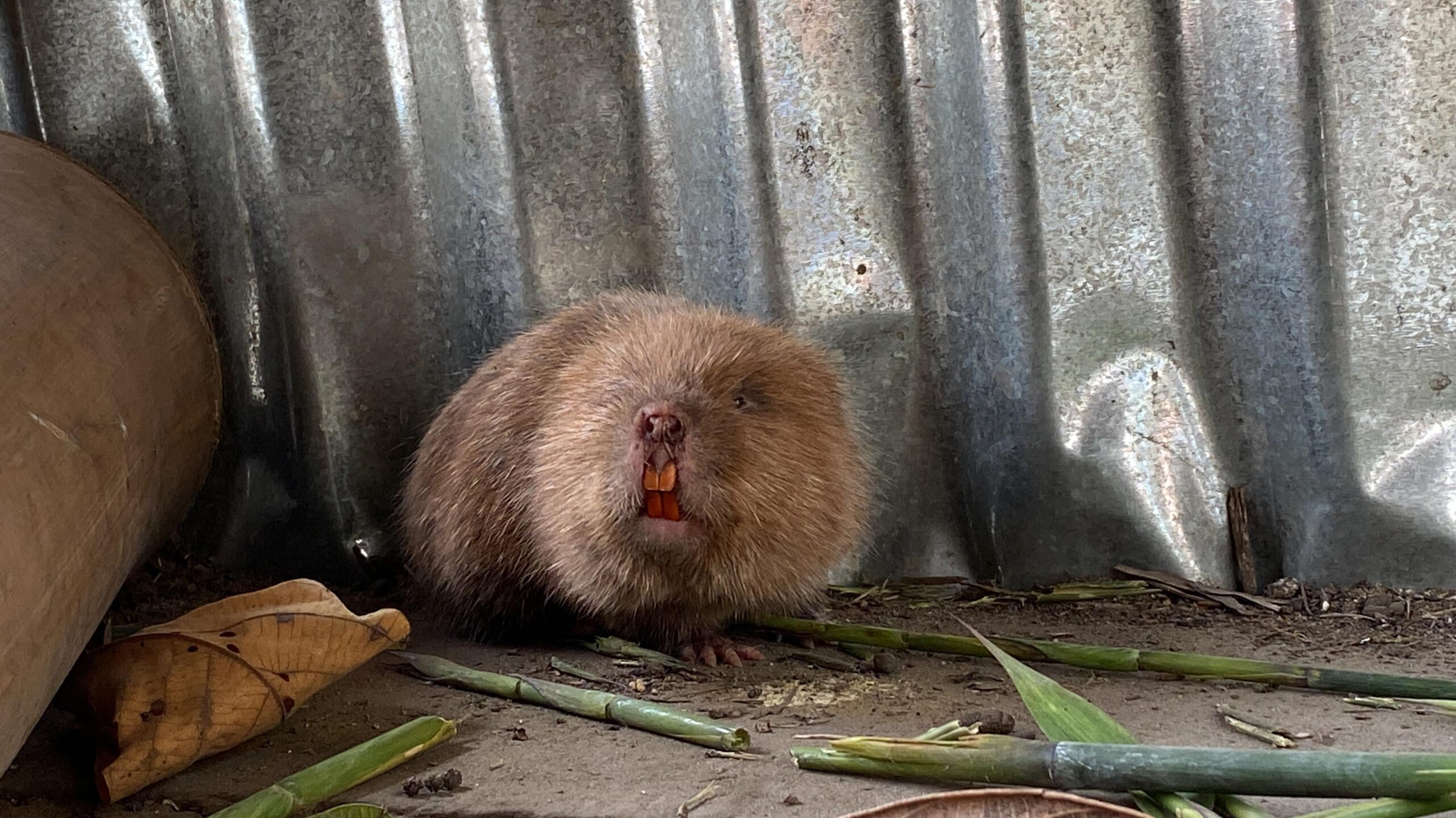 Endangered rodent rescued by forest workers of Ambari range - Siliguri ...