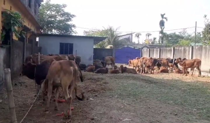 Six Arrested With 14 Cattle In A Foiled Cattle Smuggling Bid In