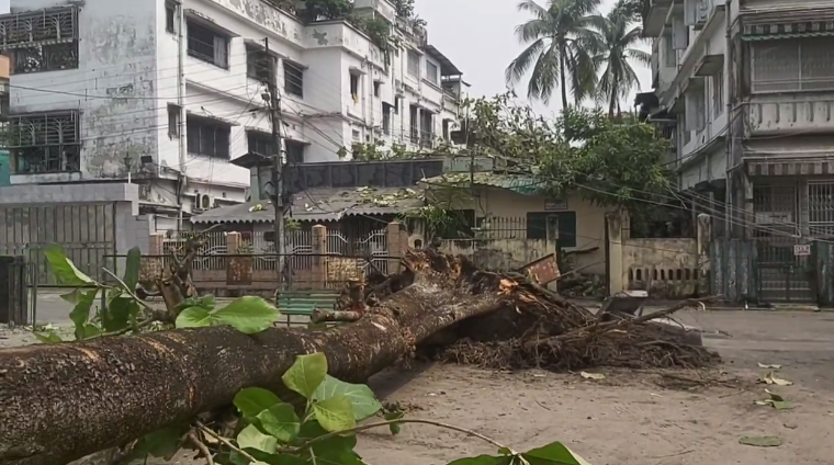 Massive tree collapses, crashes into electricity pole due to storm in ...