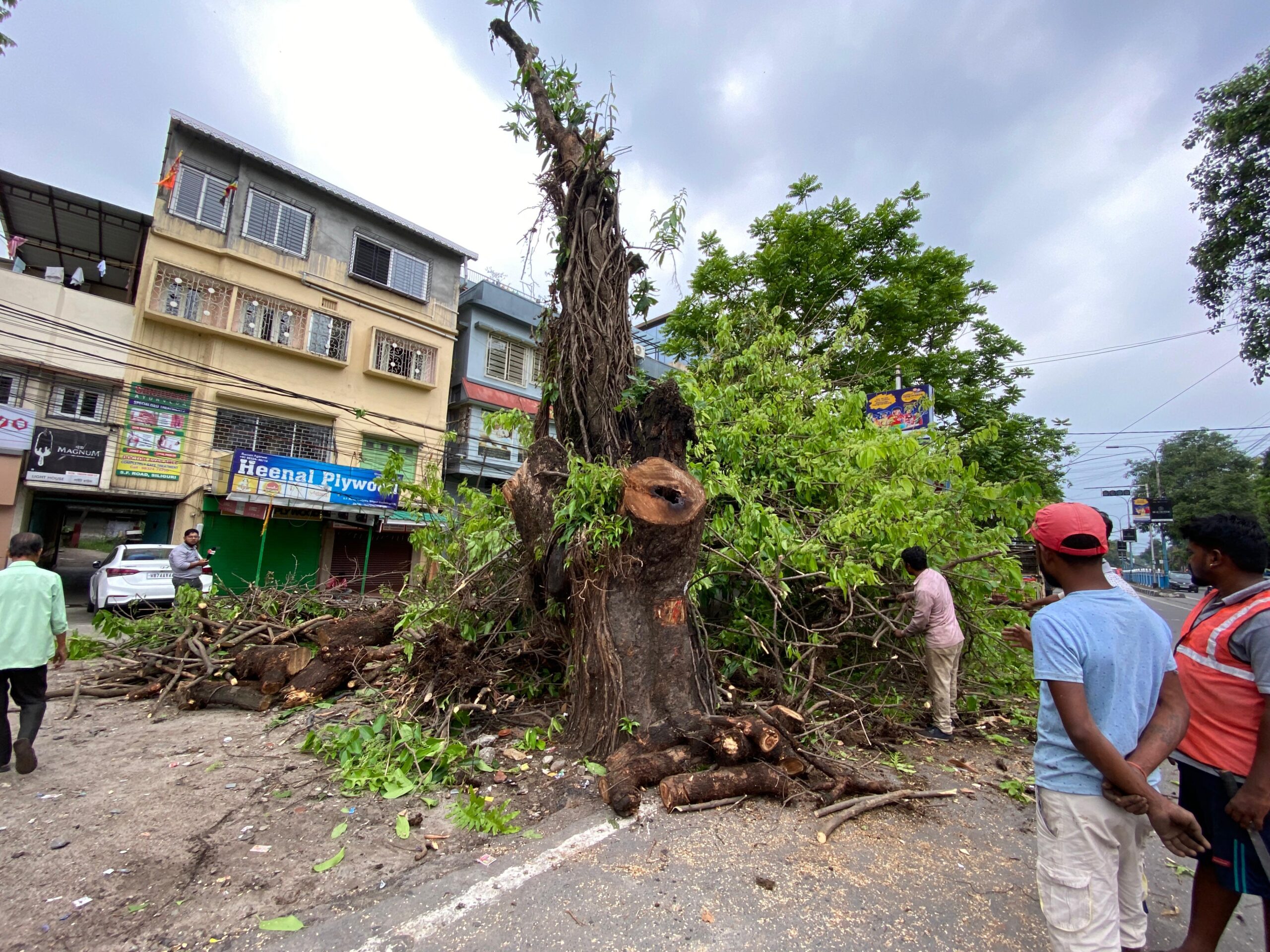Massive tree collapses in Siliguri's SF Road amidst heavy rain ...