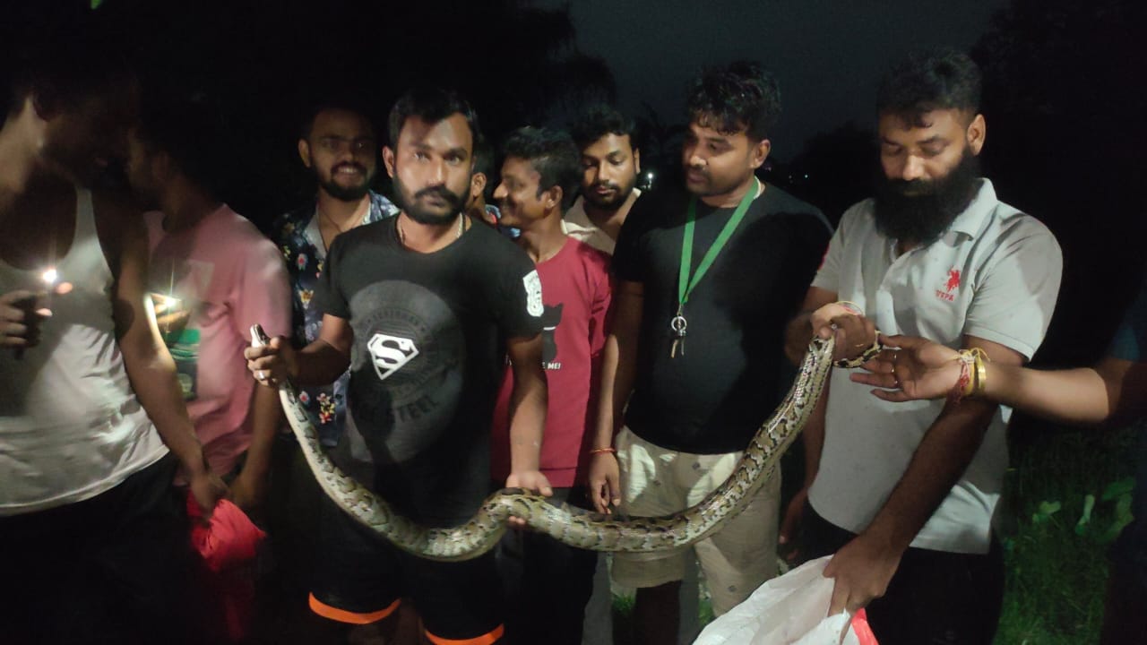 Two pythons rescued from different locations in Siliguri - Siliguri ...