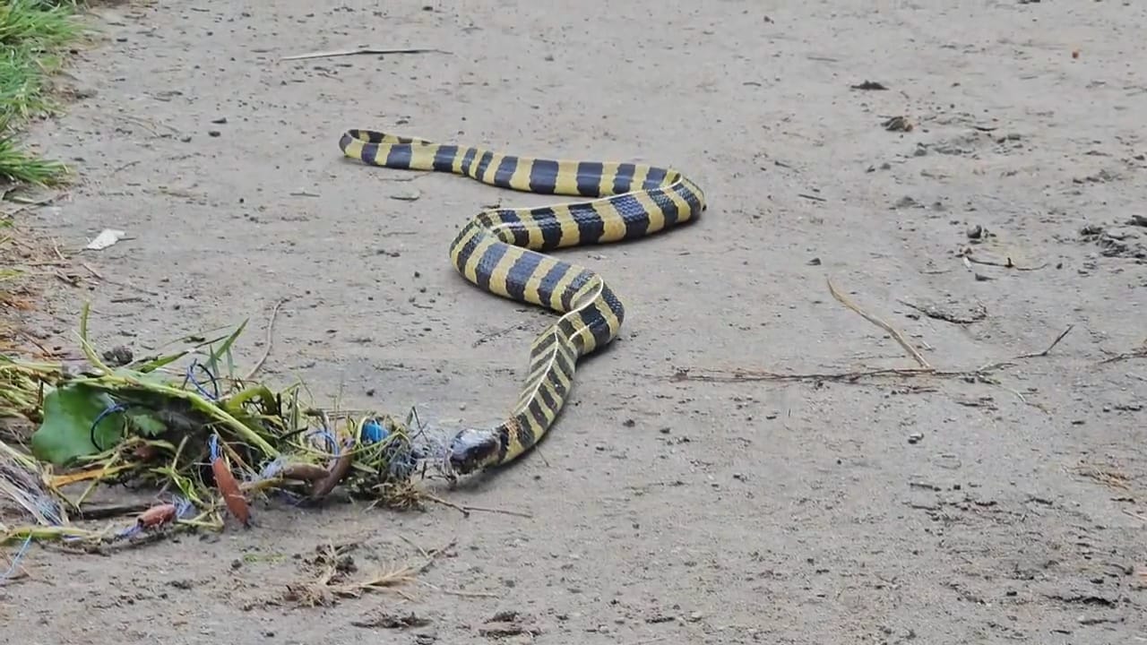 7-foot-long snake rescued in Fulbari - Siliguri Times | Siliguri News ...