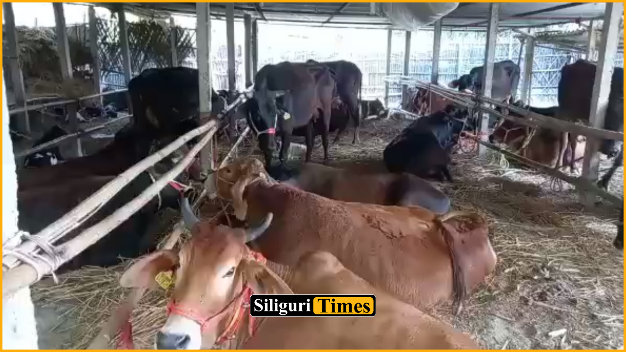 Cattle smuggling foiled in Phansidewa, 42 cows and buffaloes rescued ...