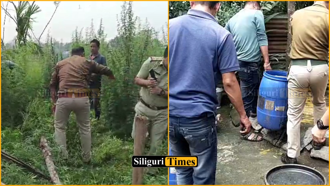 Police seize country-made liquor and destroy cannabis plantation in ...
