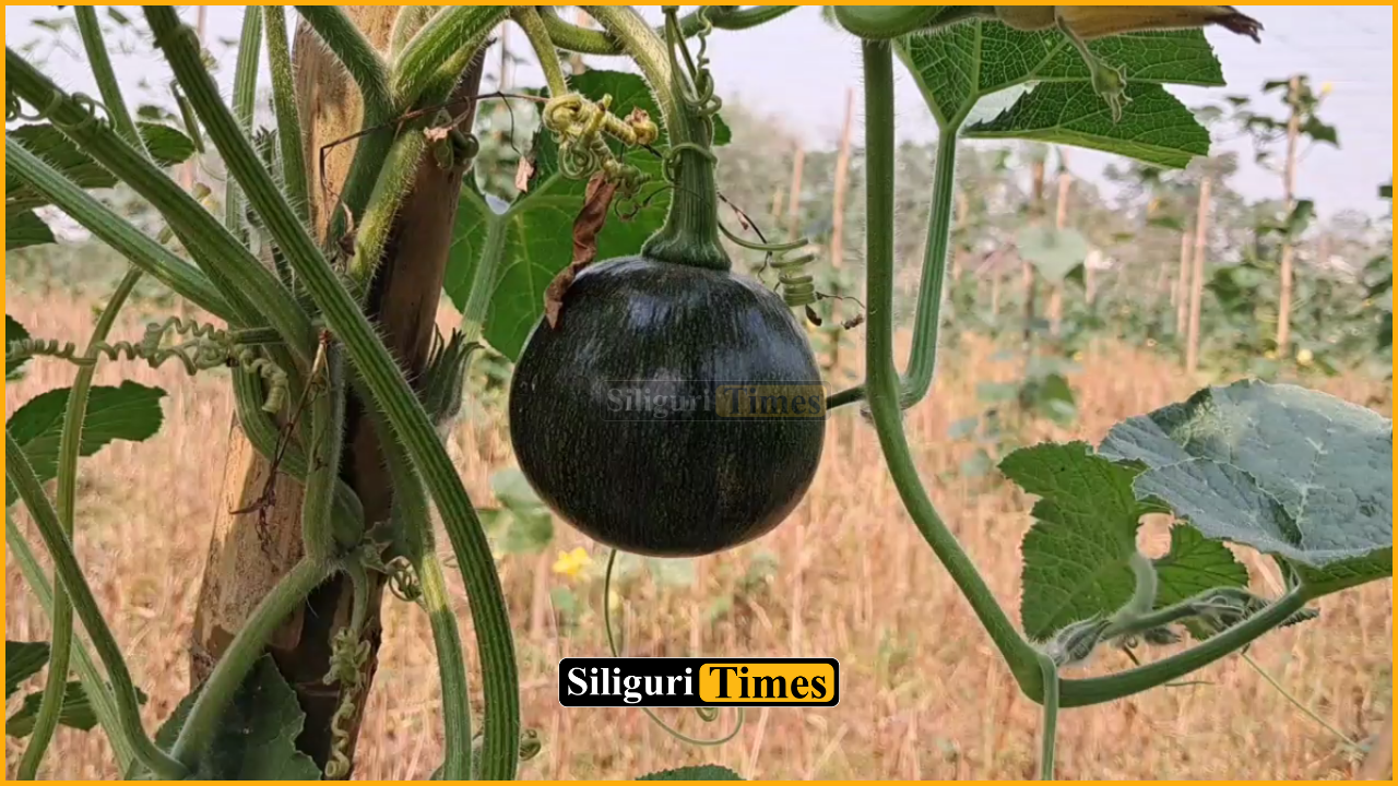 Farmers in Gajoldoba concerned about low vegetable yield and falling ...